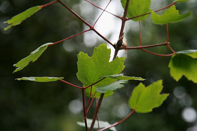 Blada – El medi natural del Bages