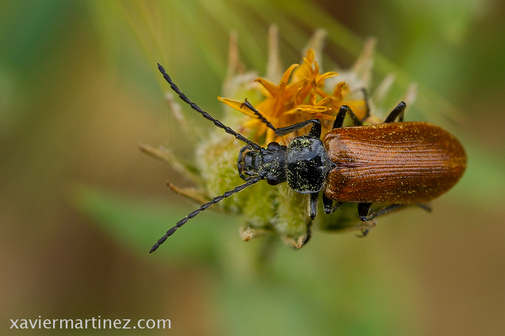 Coleòpters florícoles